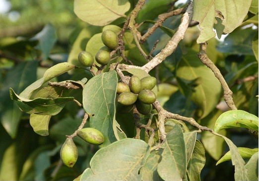 Terminalia Chebula